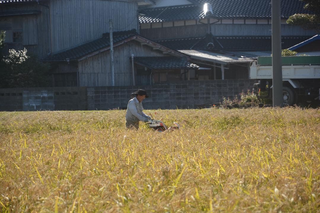 イセヒカリ10kg玄米　たけ爺ブランド栽培期間中無化学肥料・栽培期間中無農薬栽培