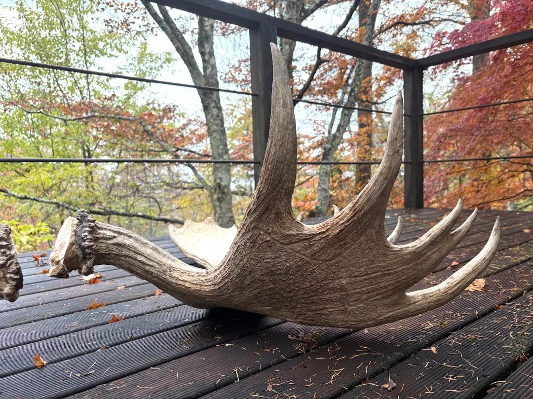 ヘラジカの角　ムース　鹿　天然　剥製　希少　moose antlers