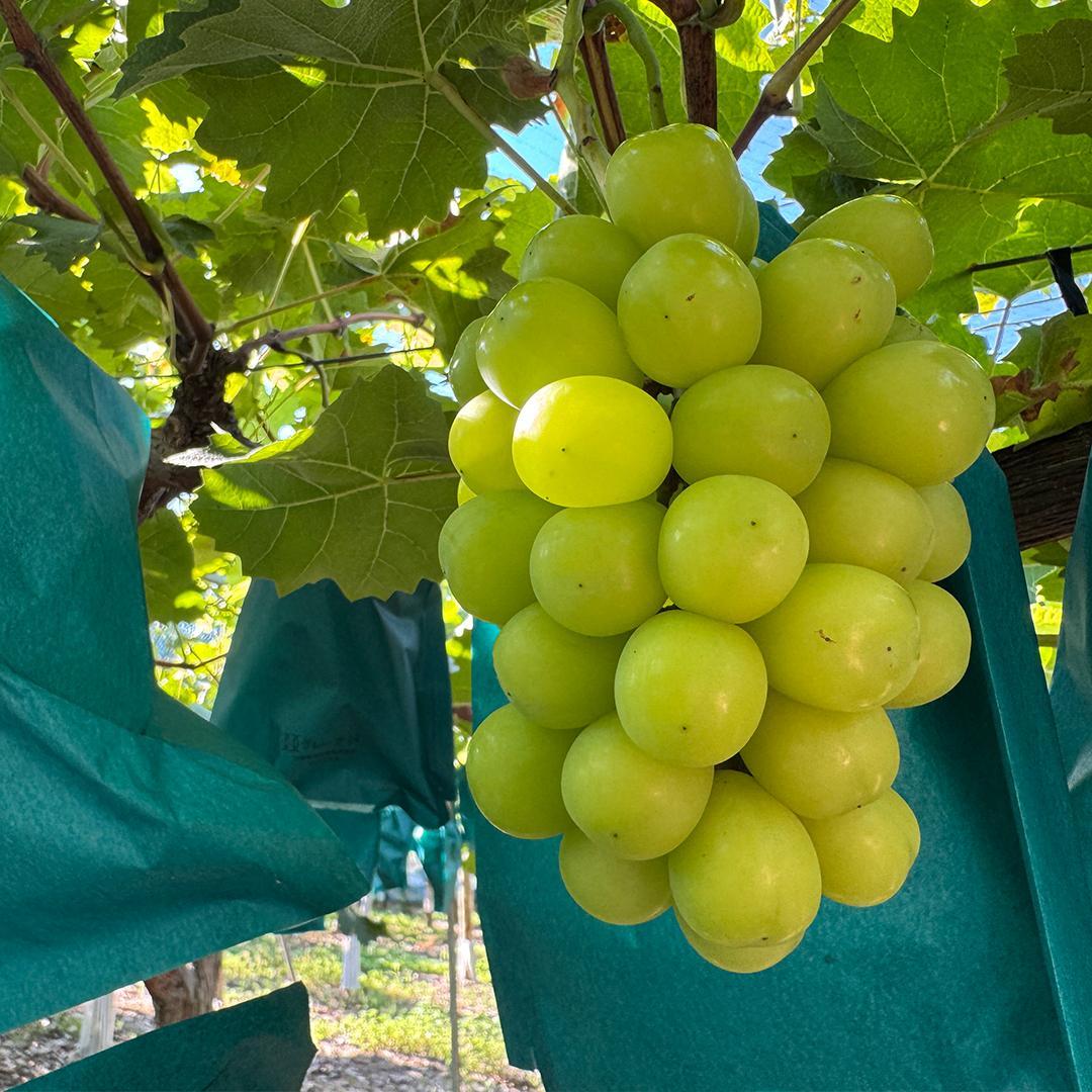 岡山県産 絶品朝採りシャインマスカット・瀬戸ジャイアンツ 2kg超