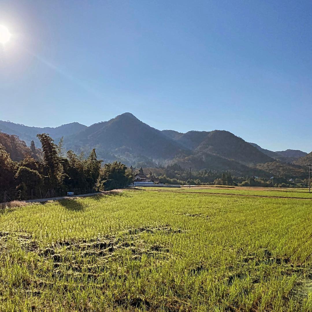 りなんてぃー 日本ミツバチ とろとろはちみつ+コムハニー 無添加抗生物質無