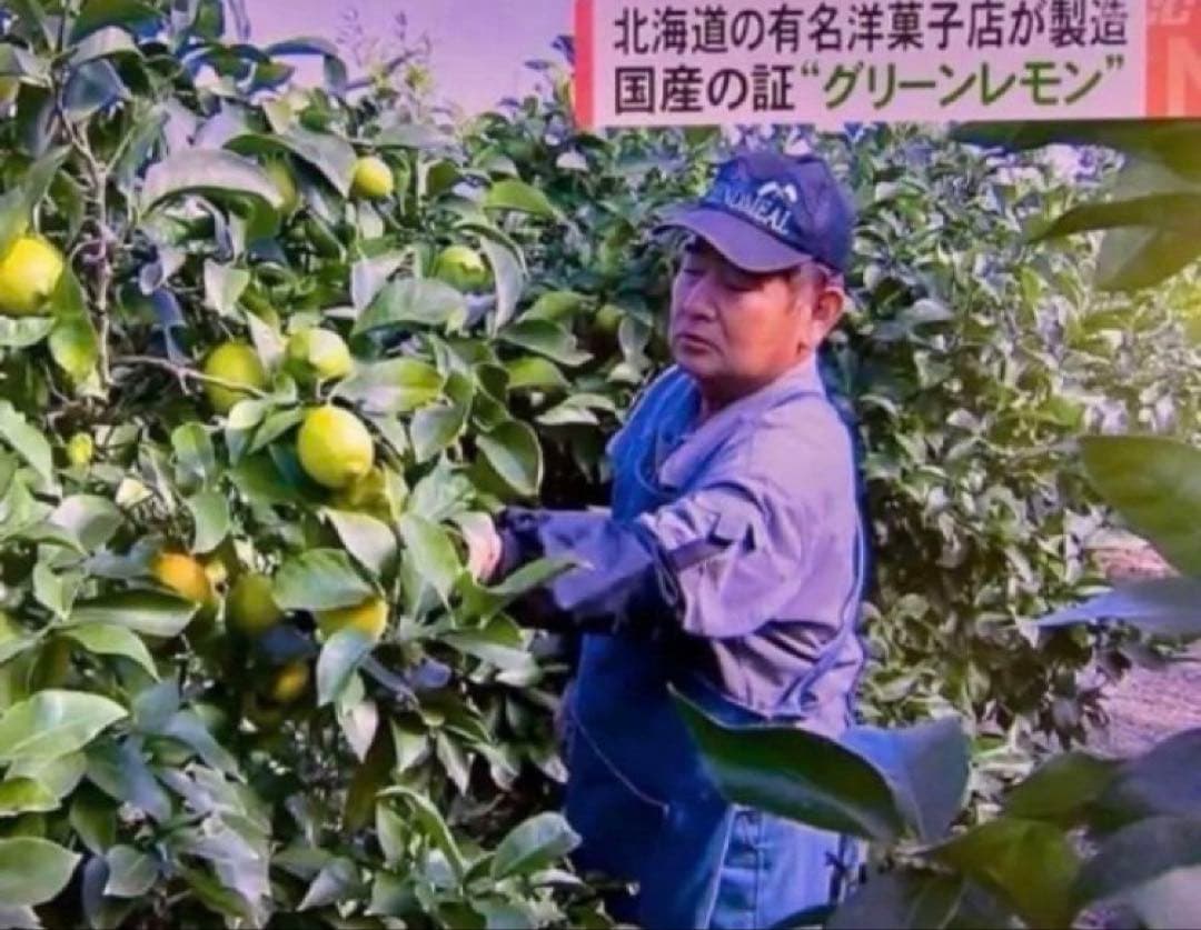 あん様♡酵素栽培　小粒ちゃん　ネーブル 瀬戸田　広島県　皮も食べて　農園直送5㌔