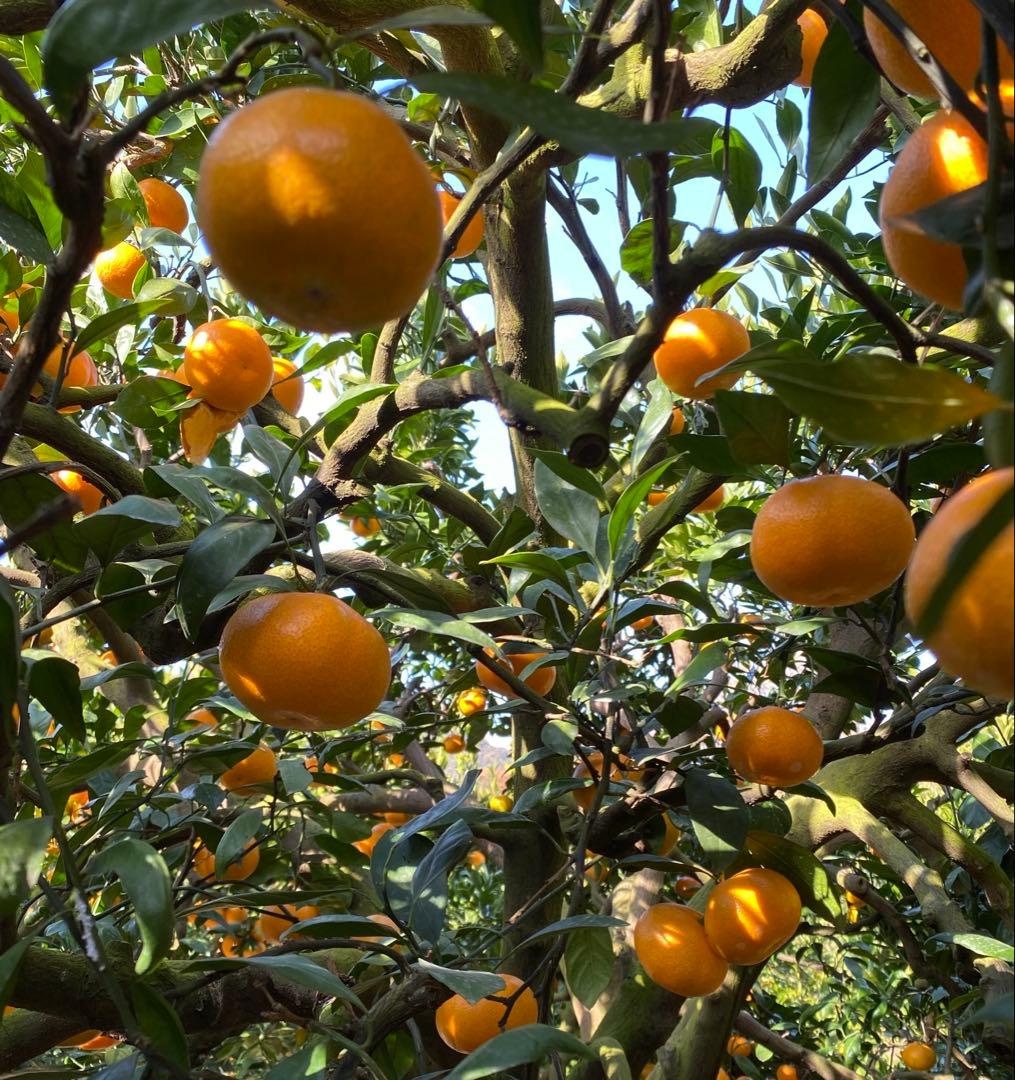 あん様♡酵素栽培　小粒ちゃん　ネーブル 瀬戸田　広島県　皮も食べて　農園直送5㌔