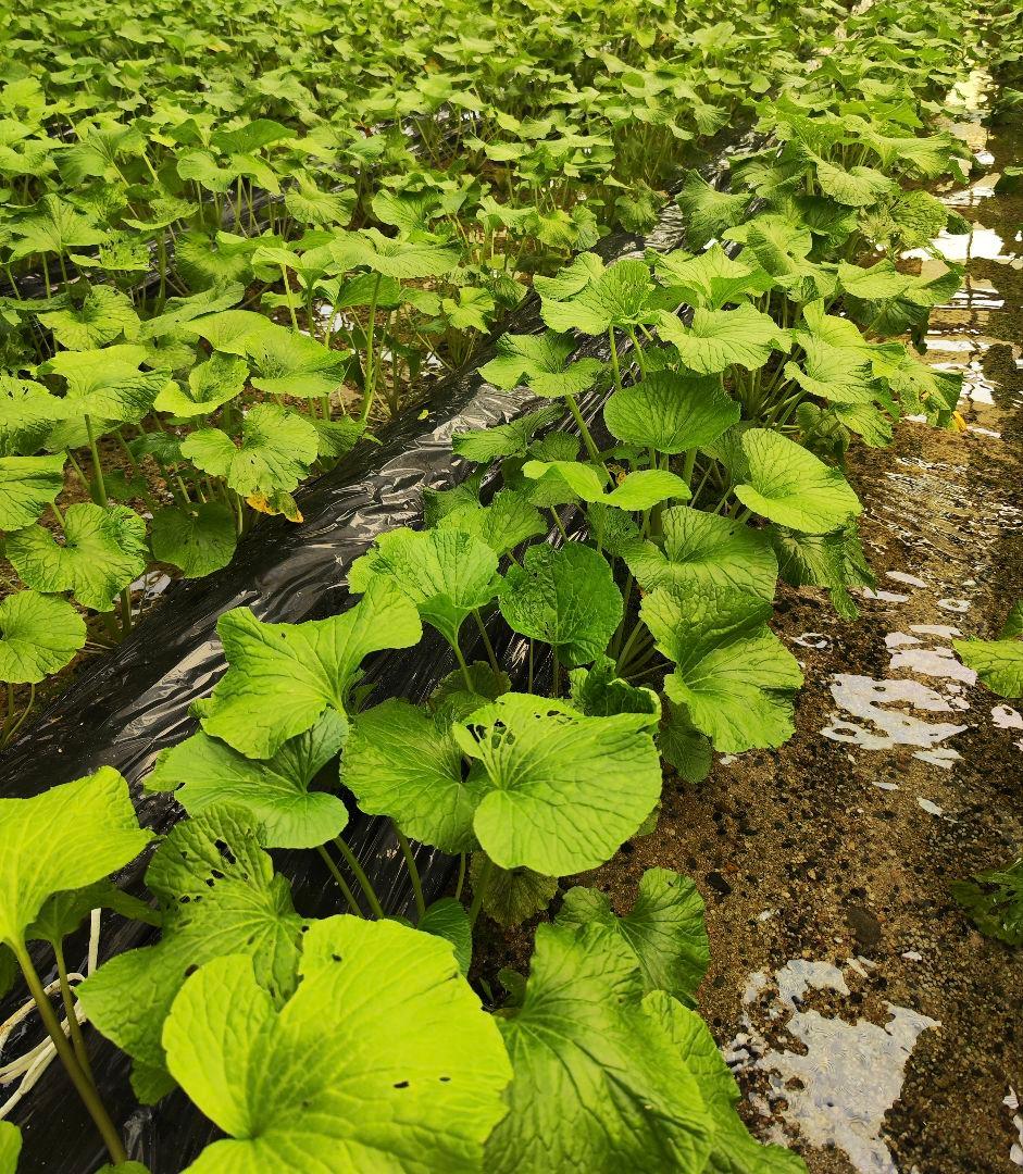 【別注】安曇野産 わさびの太くき 7