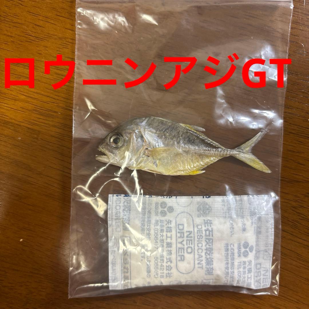 ロウニンアジ　GT ジャイアントトレバリー　魚　標本　ネイチャーテクニカラー