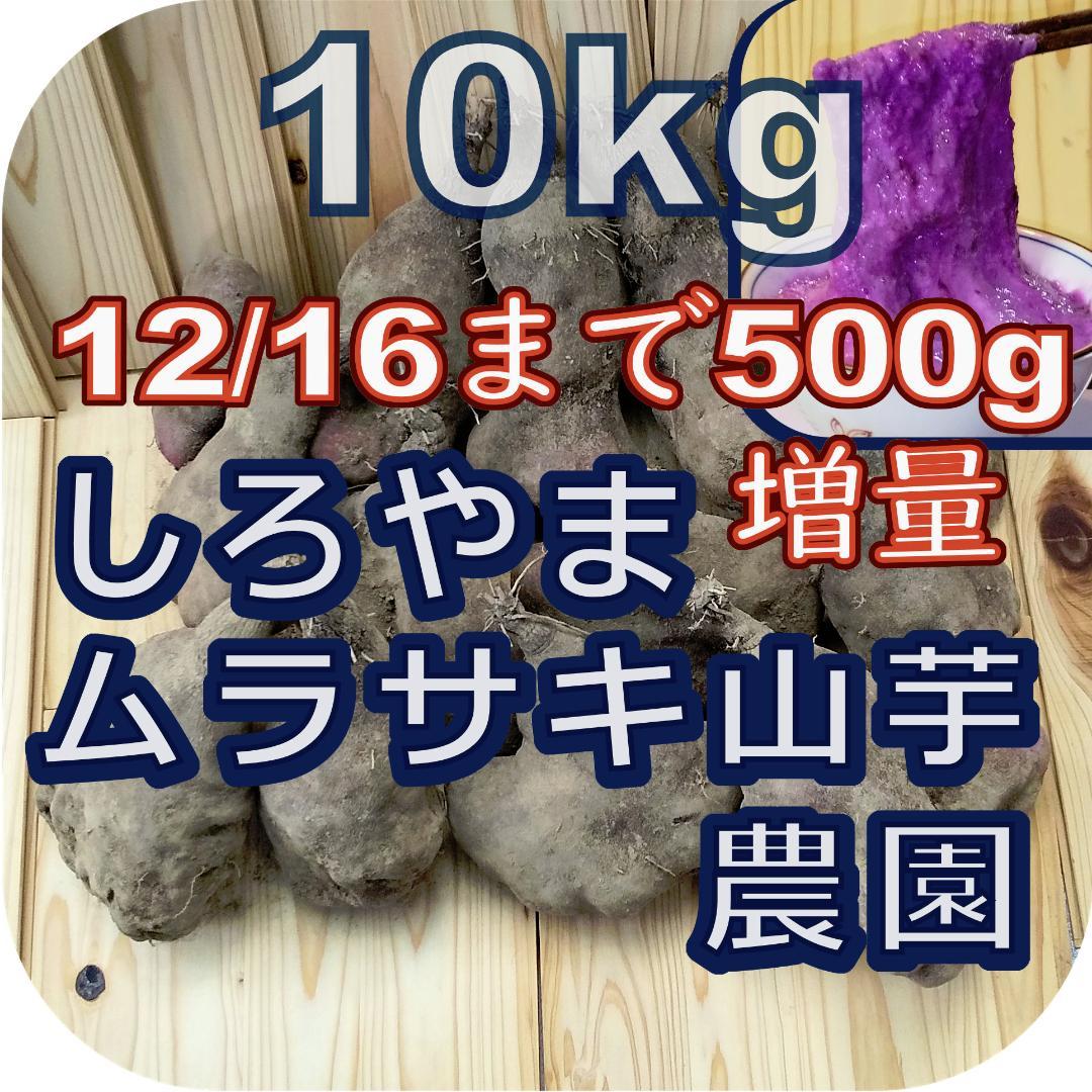 紫山芋(土付き)10kg+500g増量