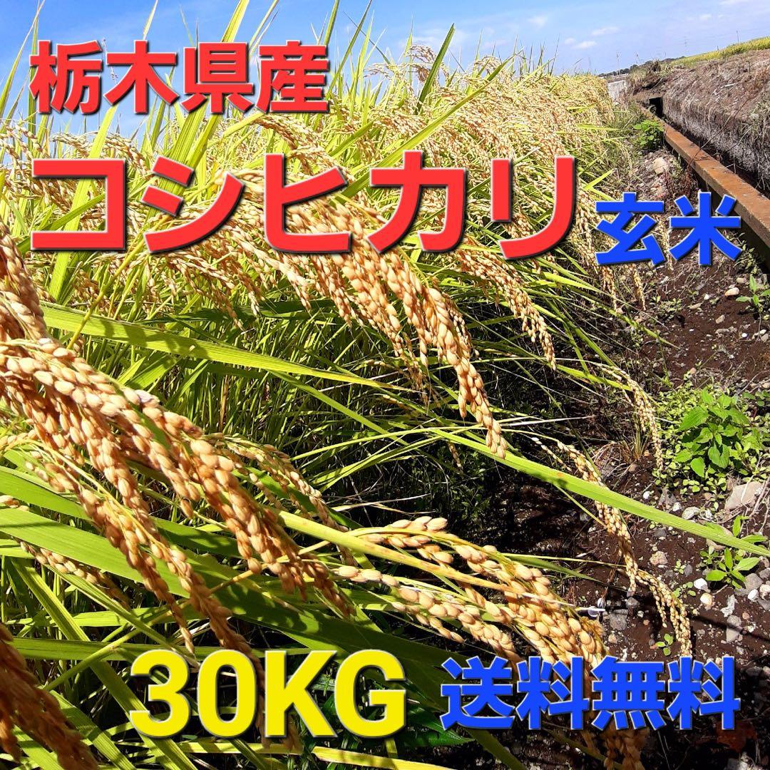 令和7年度栃木県産 コシヒカリ 玄米 30kg