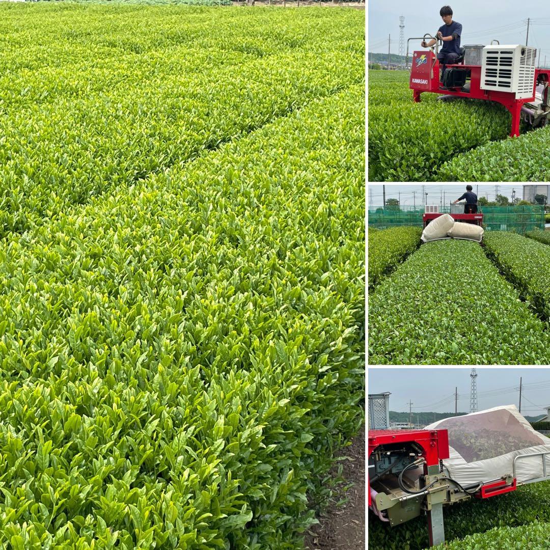 【専用】新茶☆煎茶x66本(令7年産)一番茶☆深蒸し緑茶☆日本茶☆お茶☆狭山茶