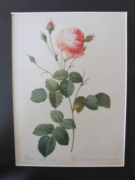 Pierre-Joseph Redout、The Roses46、希少画集画