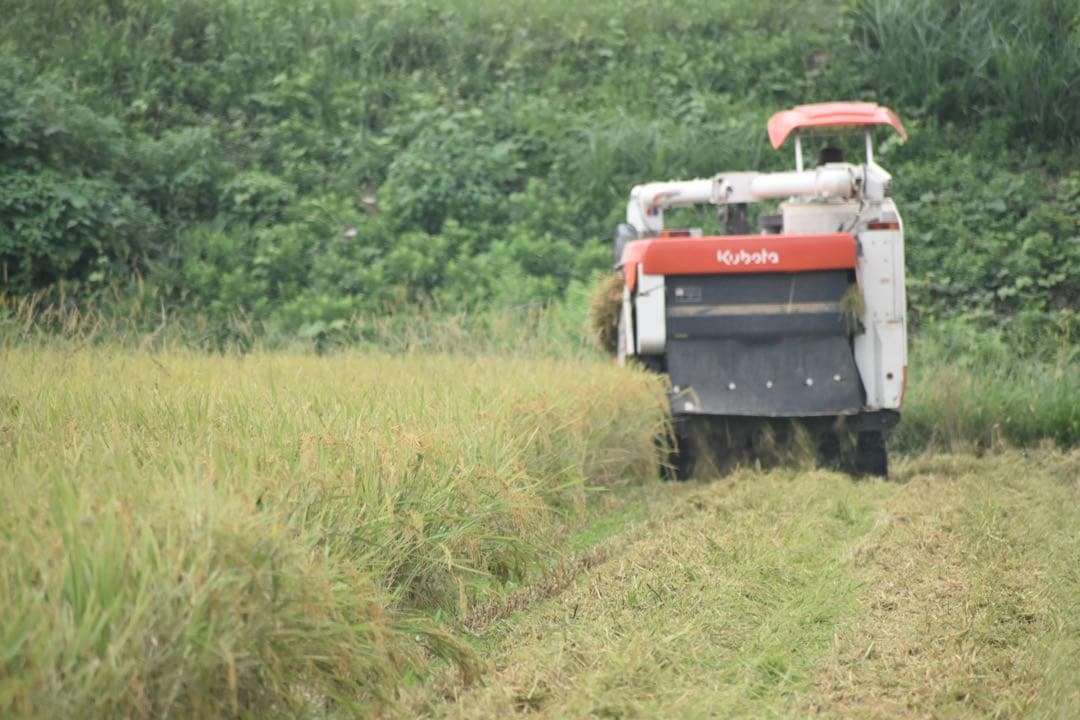 ミルキークイーン　玄米30キロ　滋賀県産