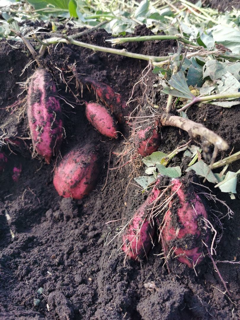 みっべーさま専用です⭐︎栗かぐやの焼き干し芋☆無選別3.5キロ♪