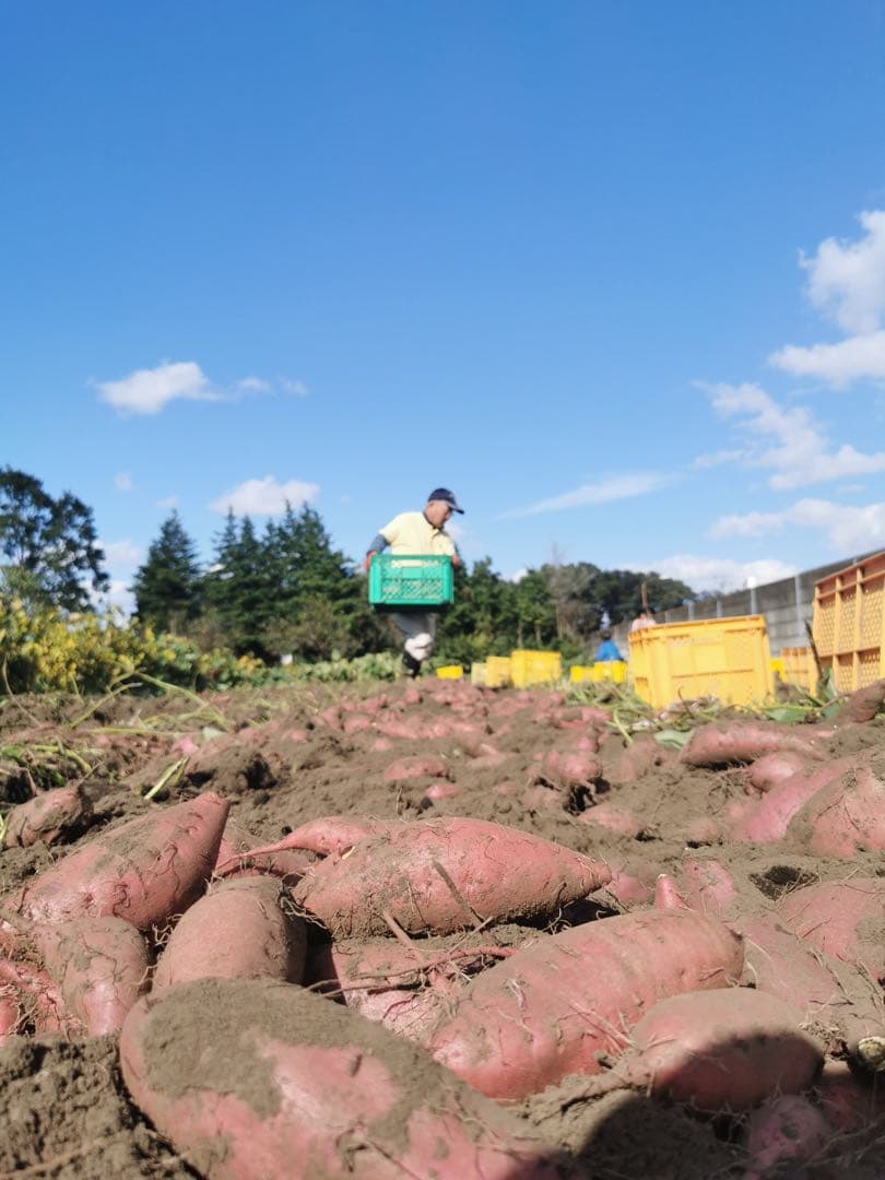みっべーさま専用です⭐︎栗かぐやの焼き干し芋☆無選別3.5キロ♪