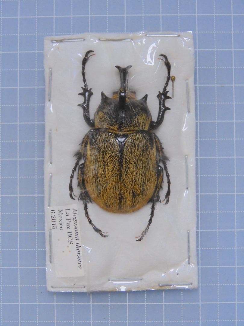 標本 Mexico Megasoma thersites 39mm
