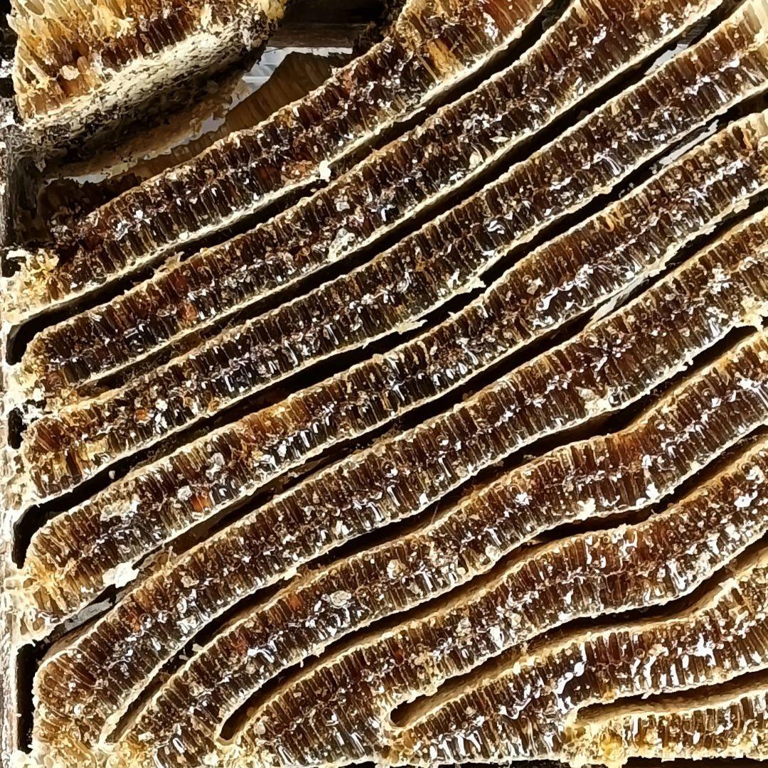 日本蜜蜂のはちみつ採れたて890g垂れ蜜