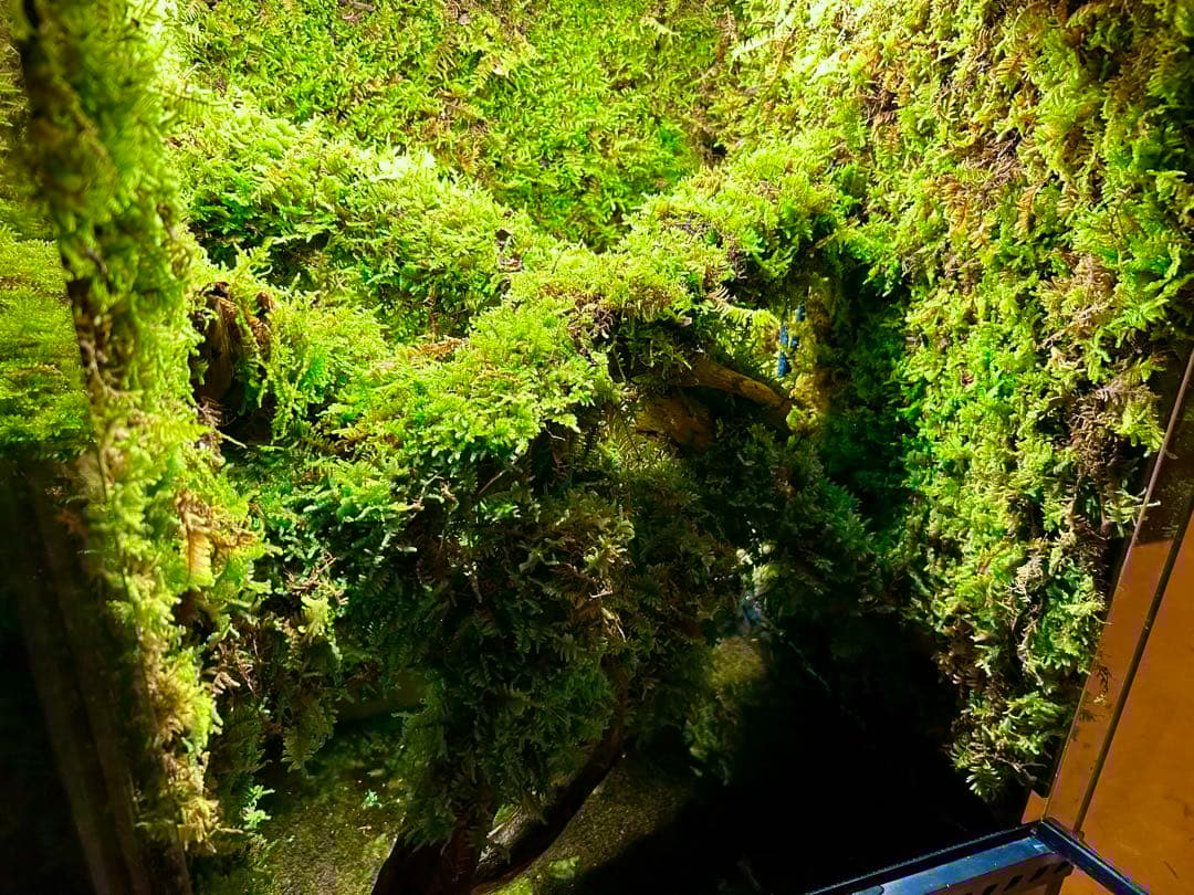 エキゾテラ4560水槽　苔テラリウム　イモリウム