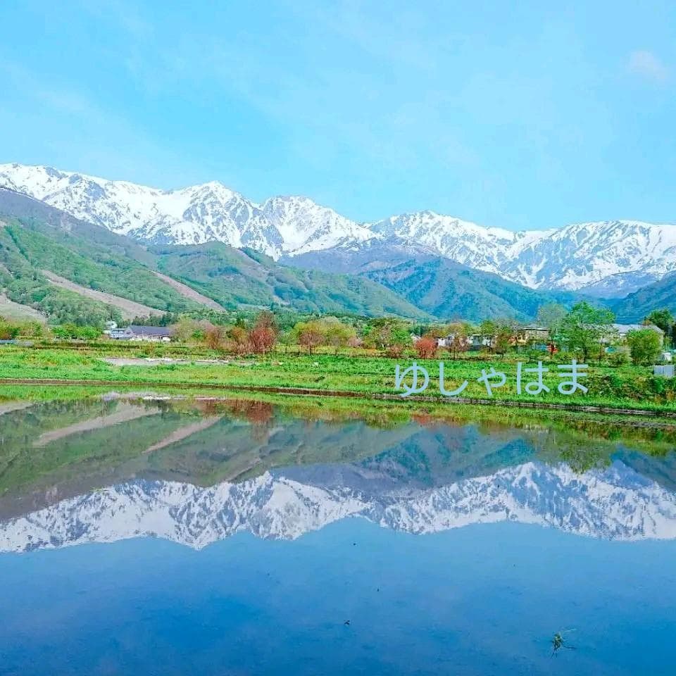 上つぼみ 松茸 127g すだちつき 信州 北アルプス産 天然きのこ 長野 国産