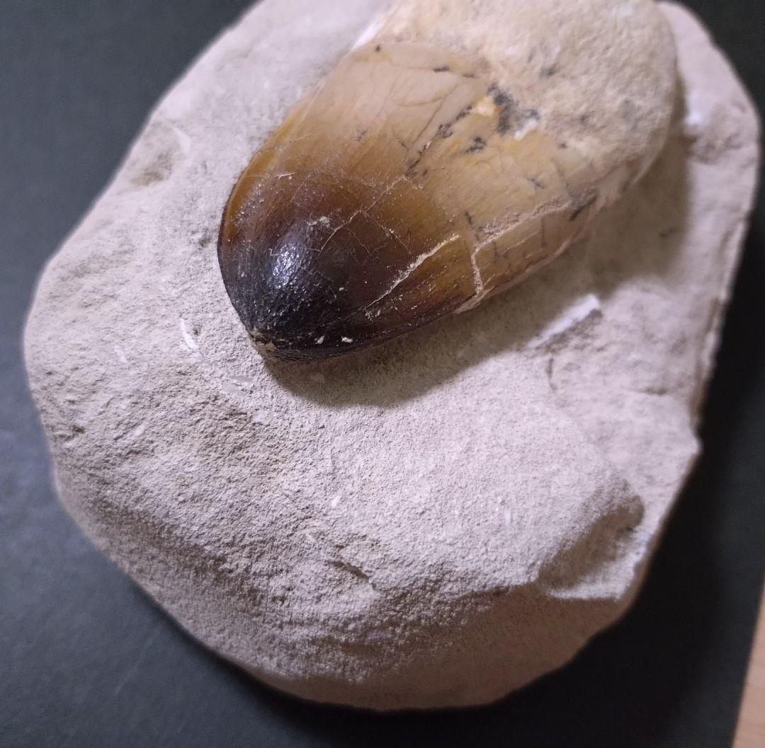 モロッコ産モササウルスの歯歯根と母岩付　プログナソドン ギガンデス