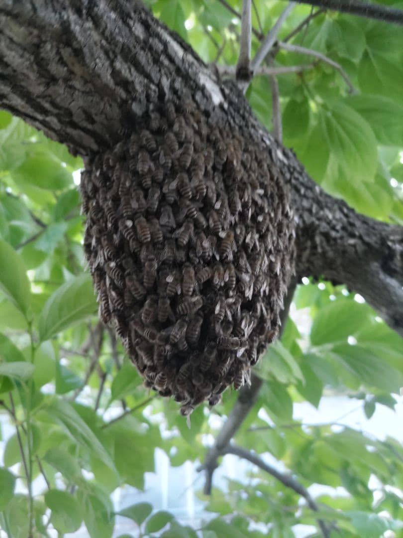 純粋はちみつ　日本蜜蜂の百花蜜　１年熟成　550ｇ✕2本（1.1kg）