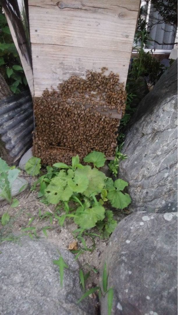 日本ミツバチ蜂蜜☆1200g×2