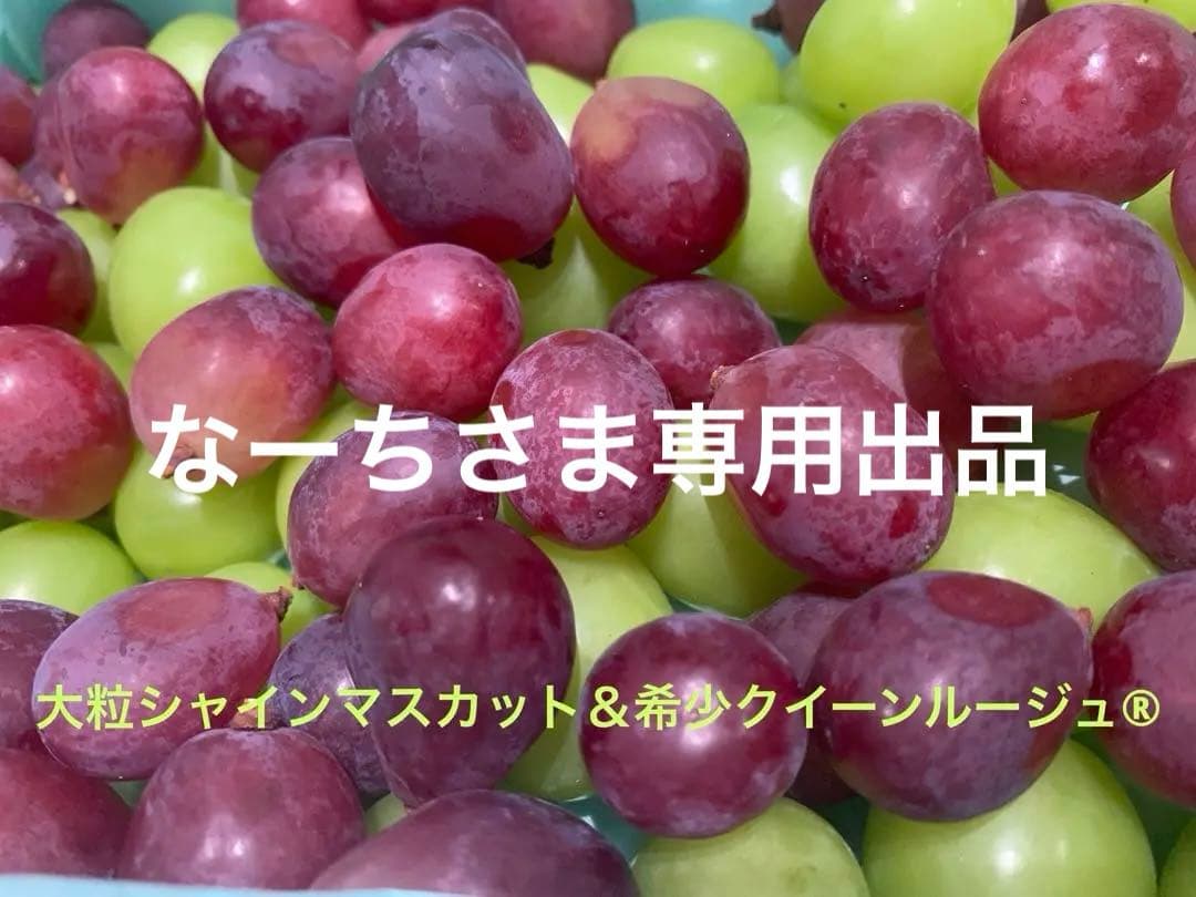 ③信州シャインマスカットお任せボックス2キロ以上