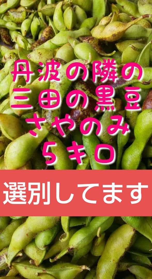 シーズン到来 ５キロです丹波黒豆 黒大豆 黒枝豆 サヤのみ 送料込み