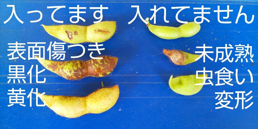 シーズン到来 ５キロです丹波黒豆 黒大豆 黒枝豆 サヤのみ 送料込み