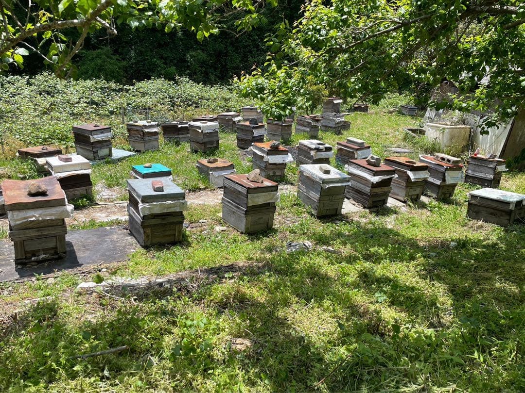 令和7年産　国産百花蜜はちみつ　２.4k ２本　愛媛産