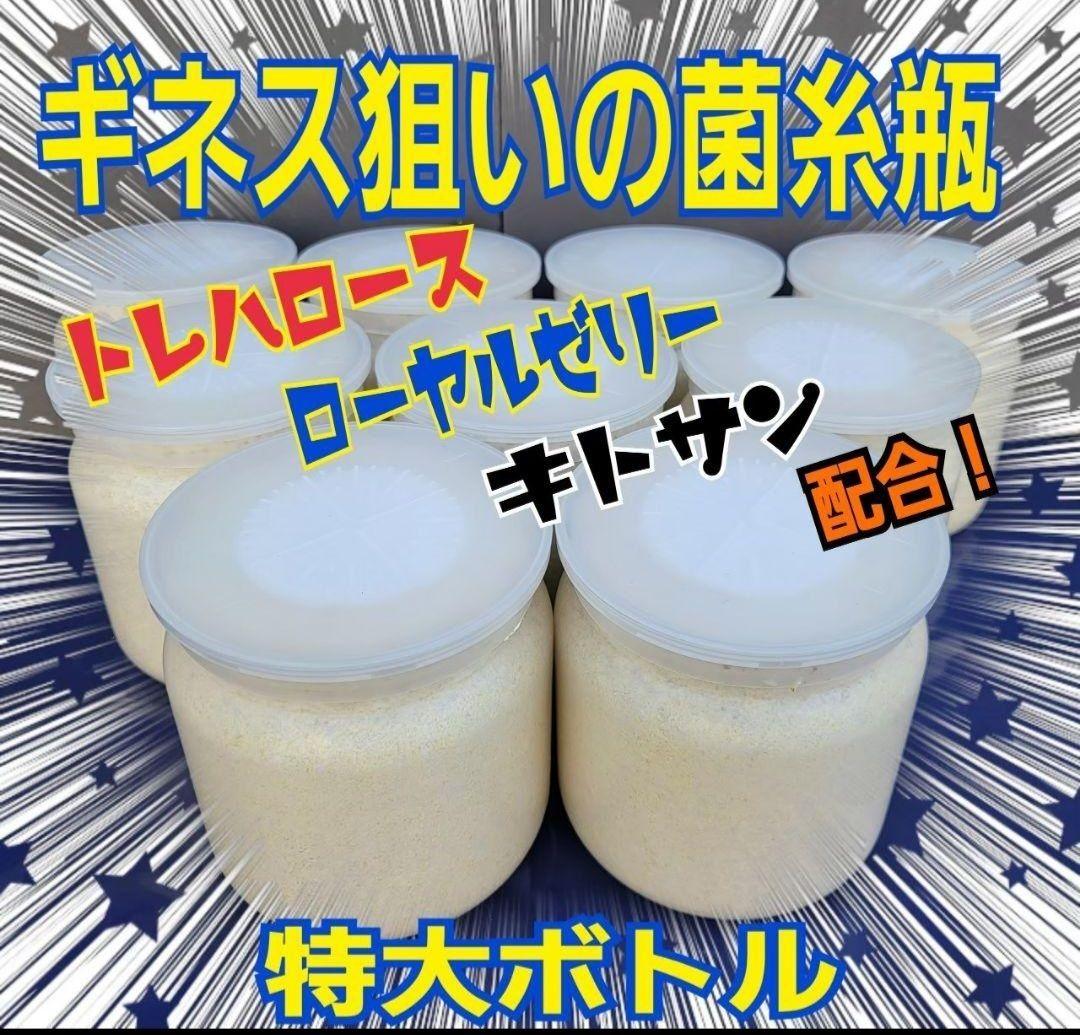 極上！ヒマラヤひらたけ菌糸瓶　特大1500ml【5本セット】トレハロース強化配合