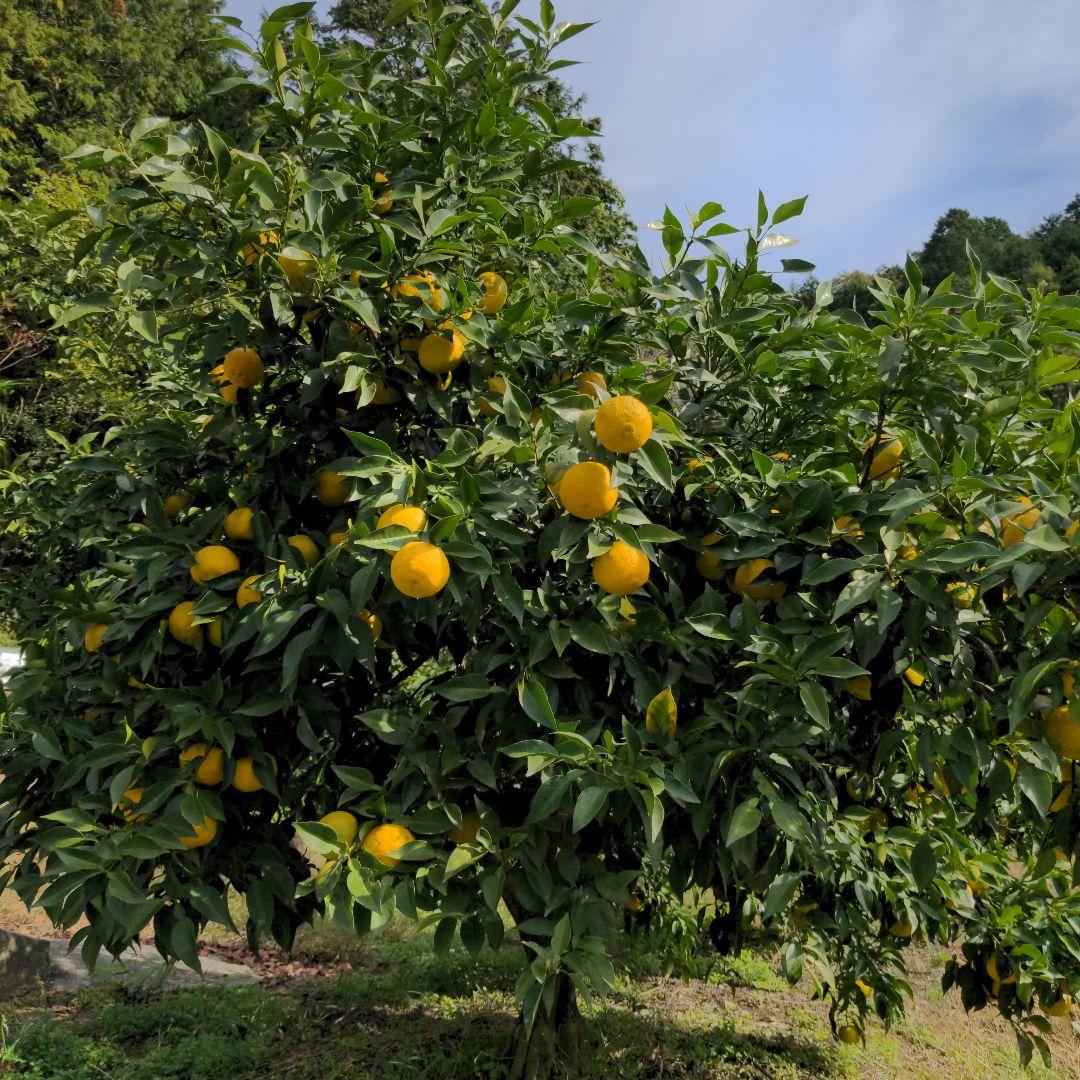 ゆず２０kg。鍋料理、水炊き、ポン酢、ゆず胡椒、ゆず味噌、柚子ジャム、ゆず湯