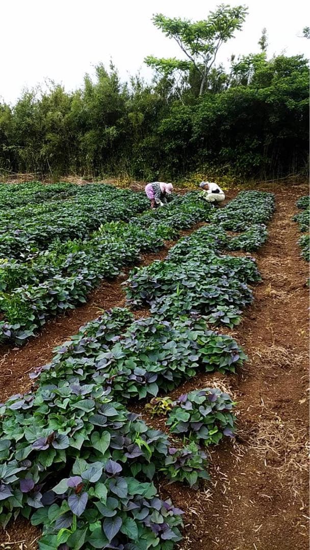 ひかる　種子島産安納芋（安納紅）MSサイズ20キロ