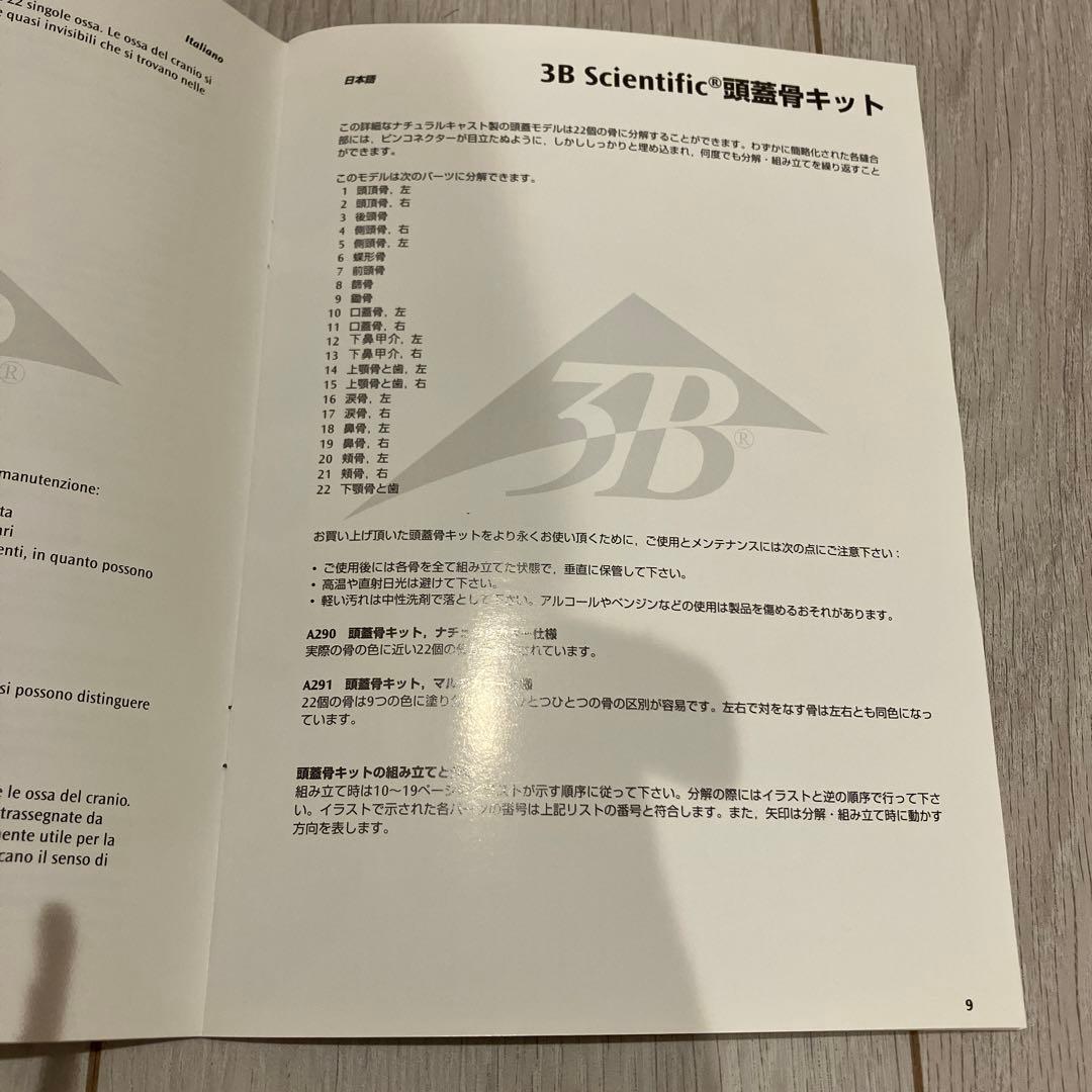 3B 頭蓋骨模型　 22分解可能 カラー　パンフレット付き