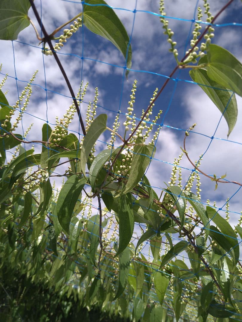 信州産　自然薯4キロ