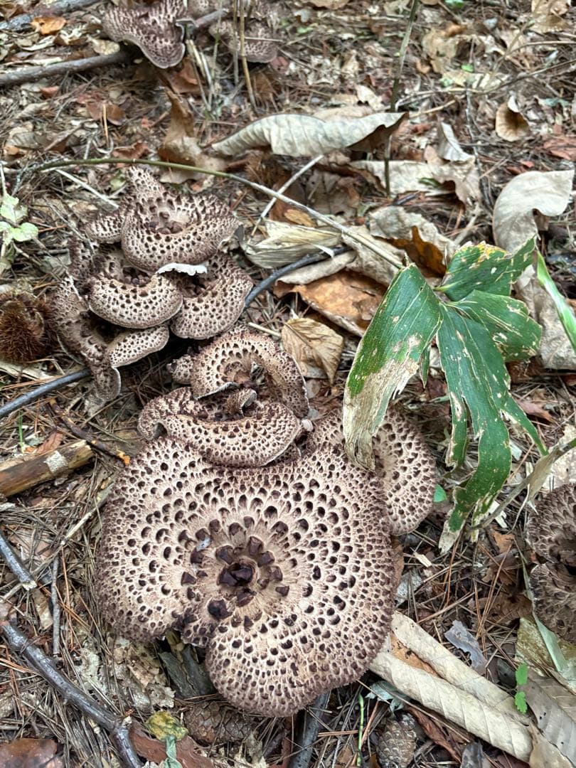 ネギ大好き様　コウタケ