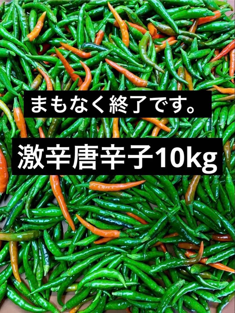 自宅栽培　激辛　タイ唐辛子　10kg