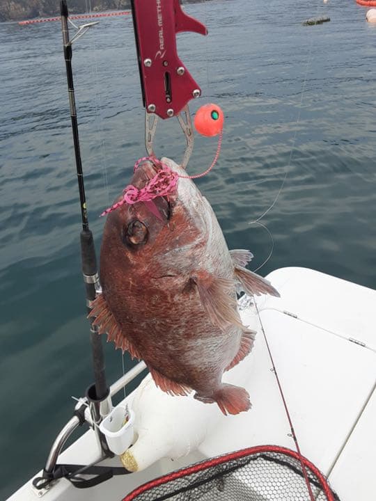 タイラバヘッド  タングステン　新色