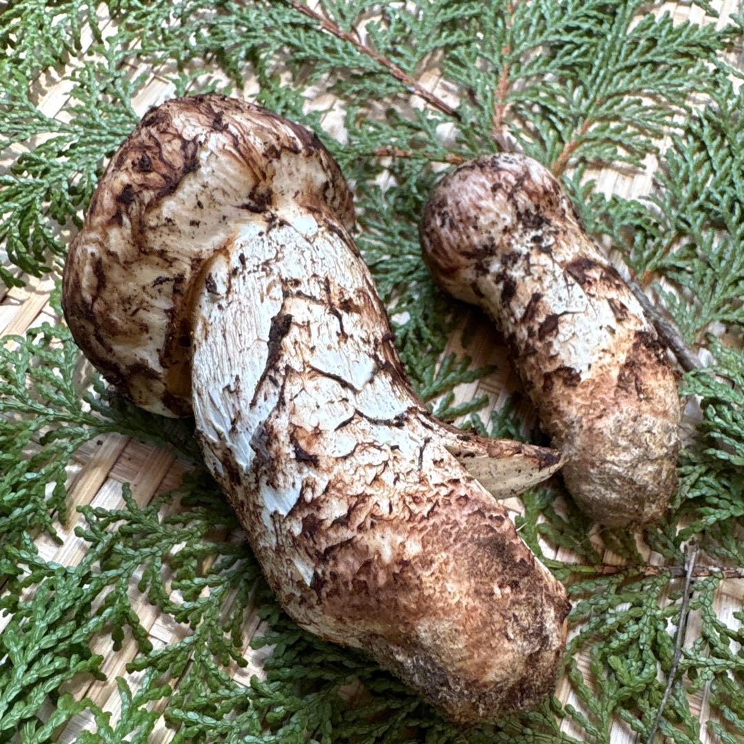 長野県南信州産‼️松茸 大小　2本セット 129g 10/28朝採れ