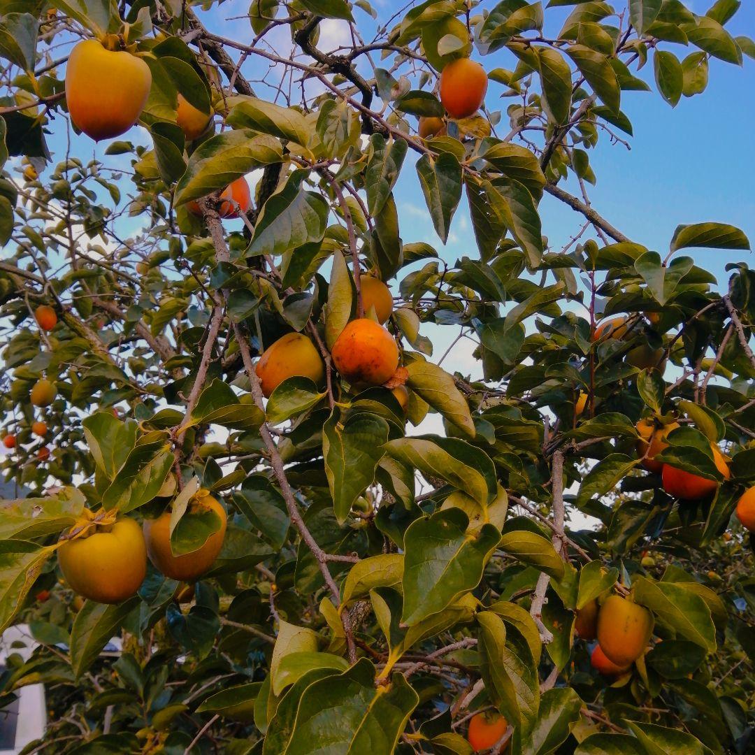 Sonne様　山梨県産　枯露柿・干し柿用　渋柿　甲州百目柿　20kg