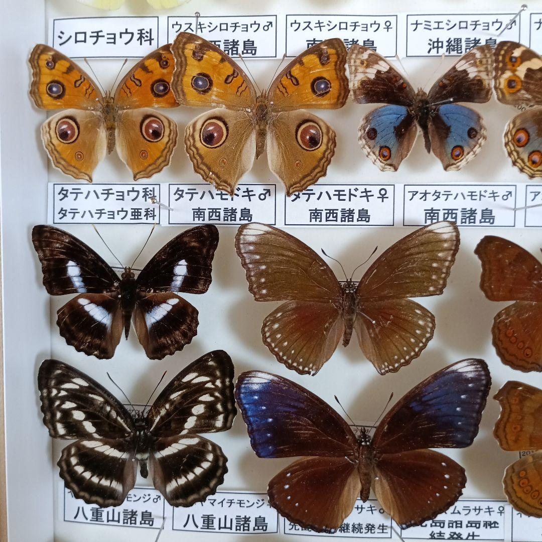 南西諸島の特産蝶47種＝希少フタオチョウ♂♀完品・コノハチョウを含む