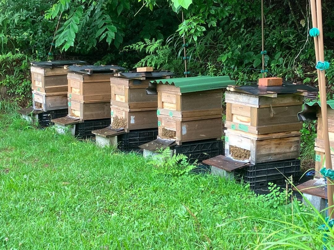 山栗 百花蜜 1000g 2本 セイヨウミツバチ 栗蜜 国産蜂蜜 はちみつ