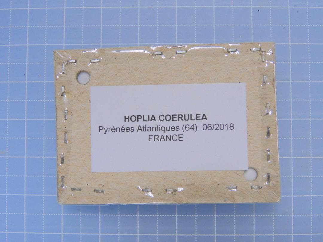標本 France Hoplia coerulea set