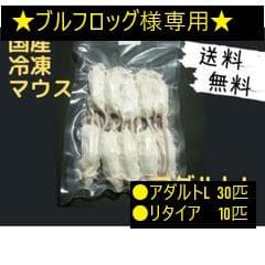 ★ブルフロッグ★国産冷凍マウスアダルトL30匹 リタイア10匹