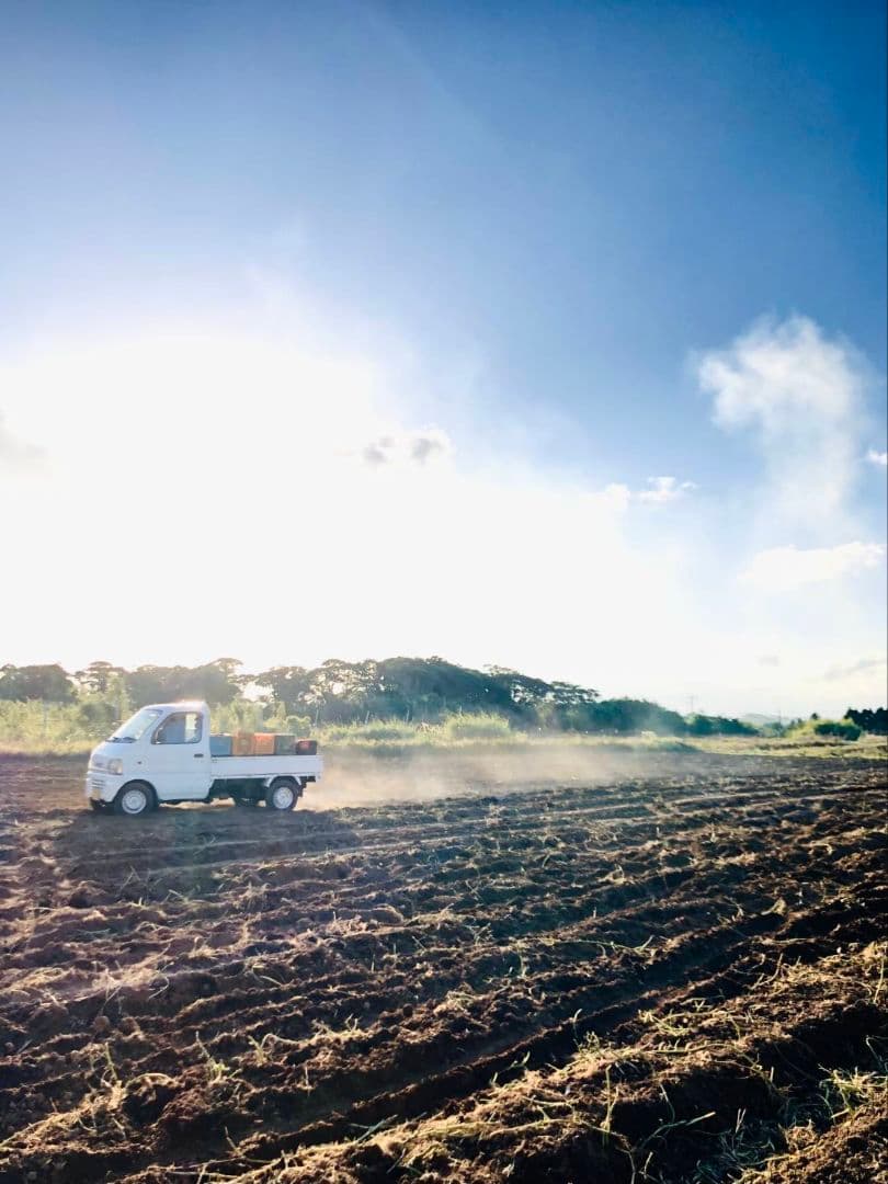安納芋(紅) Mサイズ 25キロ　種子島産 ◆大地と太陽と潮風に育まれた安納芋◆