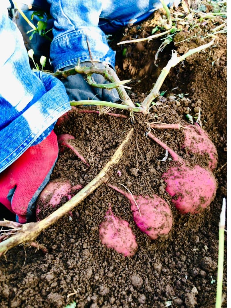 安納芋(紅) Mサイズ 25キロ　種子島産 ◆大地と太陽と潮風に育まれた安納芋◆