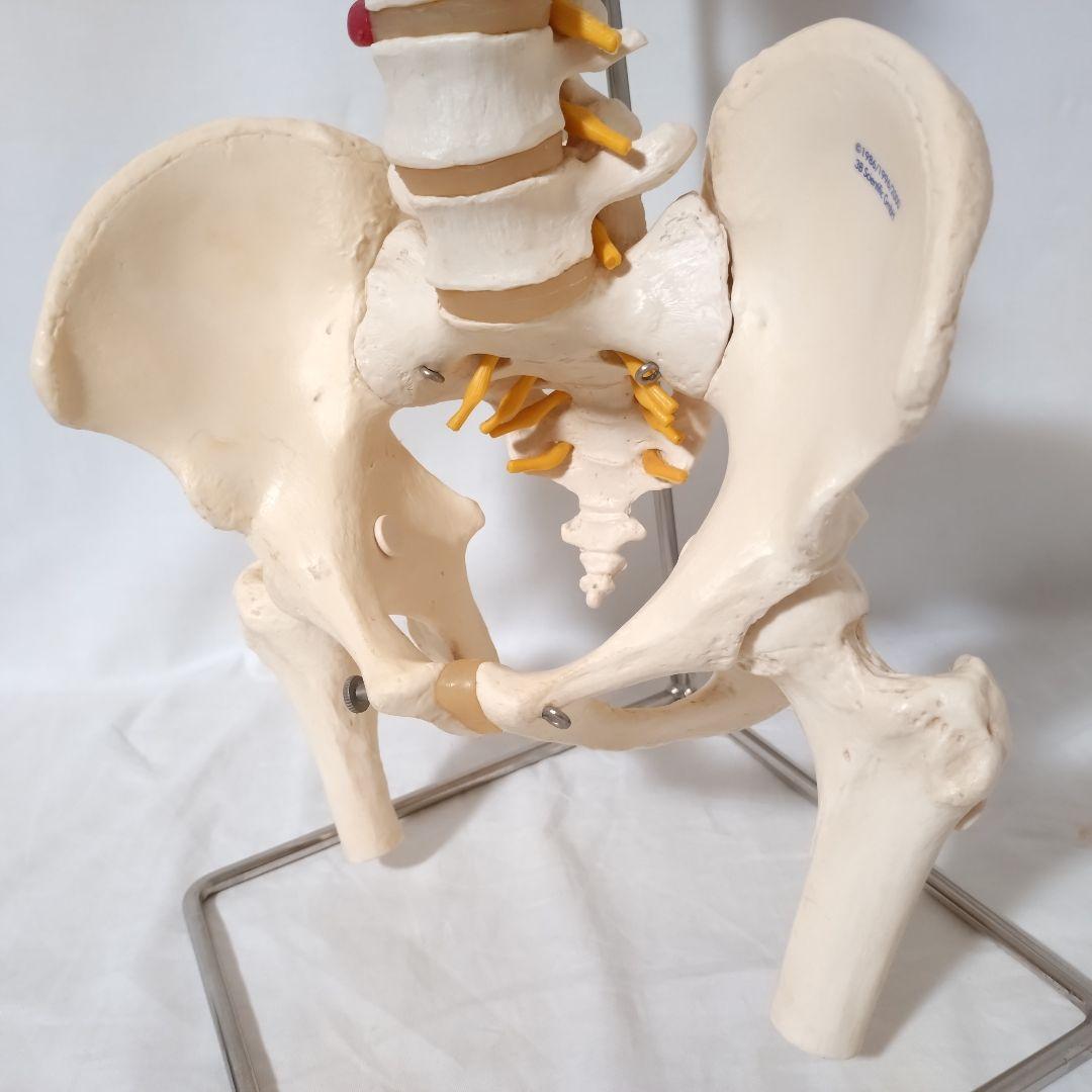 3B Scientific　人体模型　脊柱・脊椎骨　脊柱可動型モデル　骨格標本