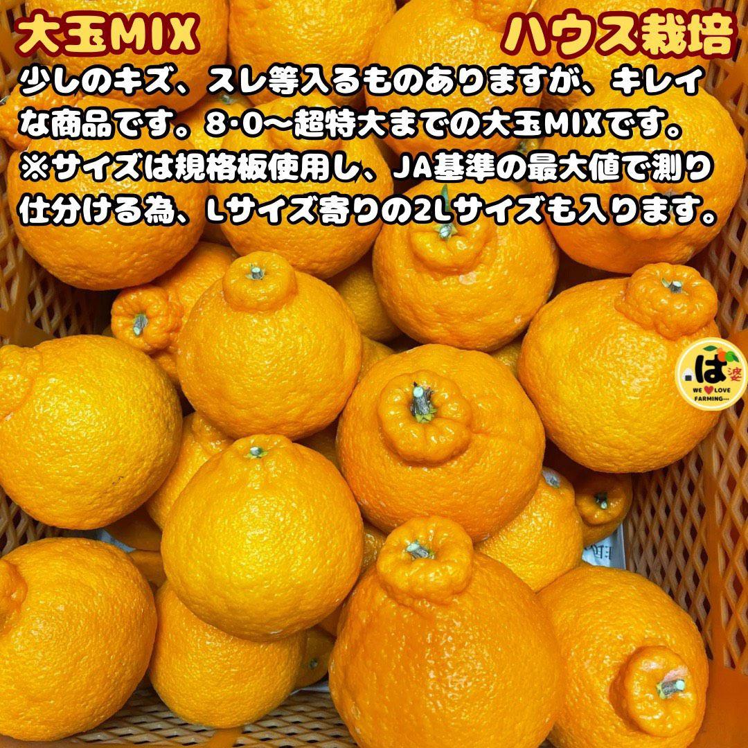 ※確認用　大玉MIX箱込み4.5kg以上【ハウス栽培　不知火　デコポン　肥の豊】