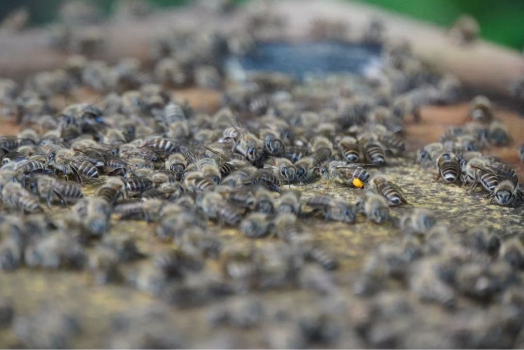 はちみつ　日本蜜蜂のハチミツ　奥山の奥と花粉入り蜂蜜