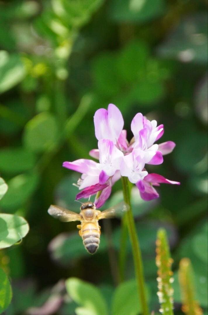 はちみつ　日本蜜蜂のハチミツ　奥山の奥と花粉入り蜂蜜