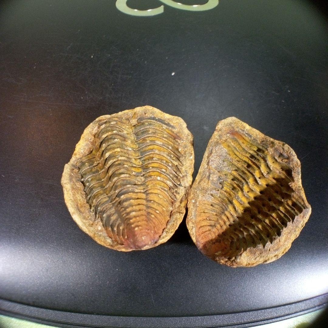 三葉虫　化石　fossil　ボリビア産　trilobite　ノジュール管理⑧