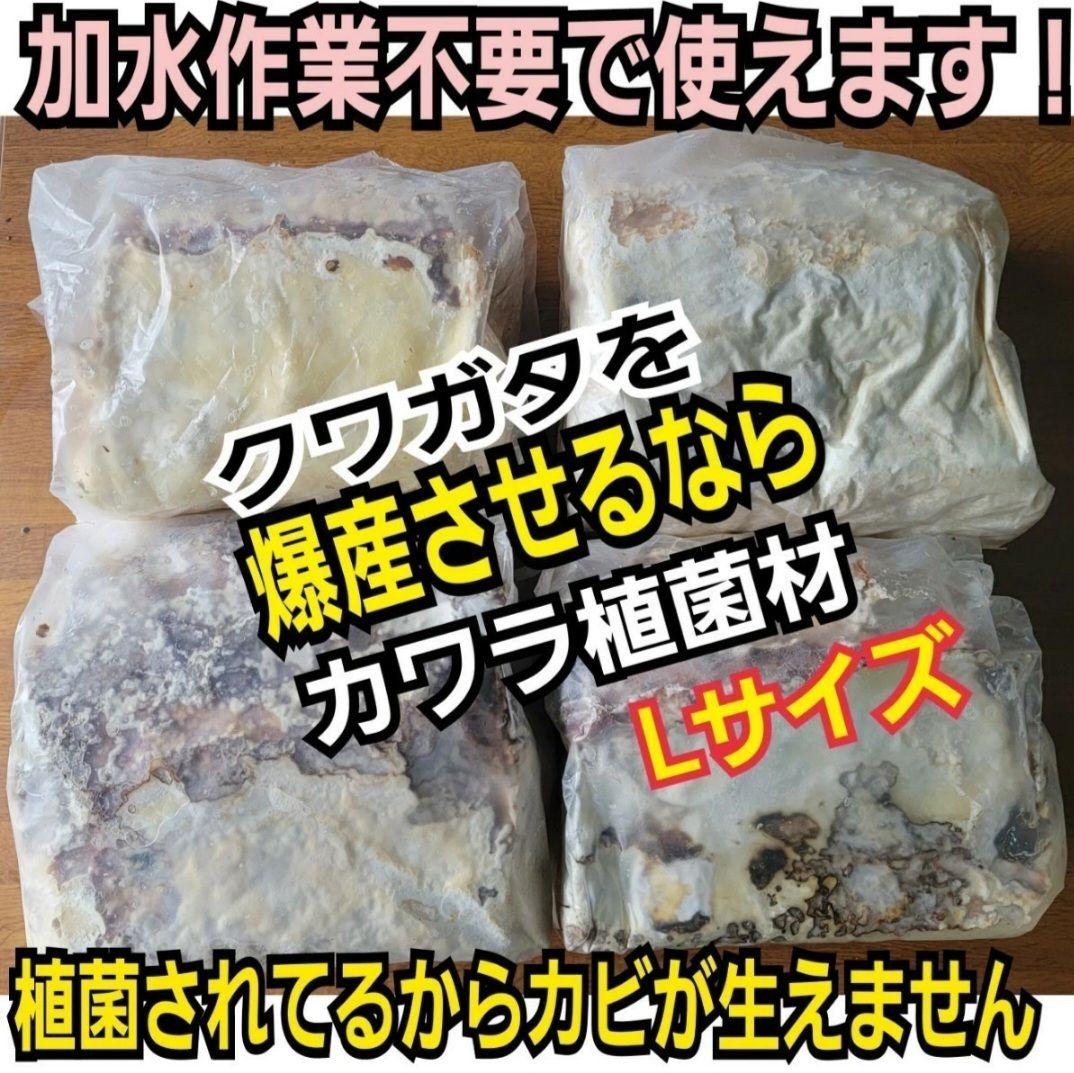 ４本セット！最強のクワガタ産卵木　特大サイズで爆産！植菌カワラ材　加水不用