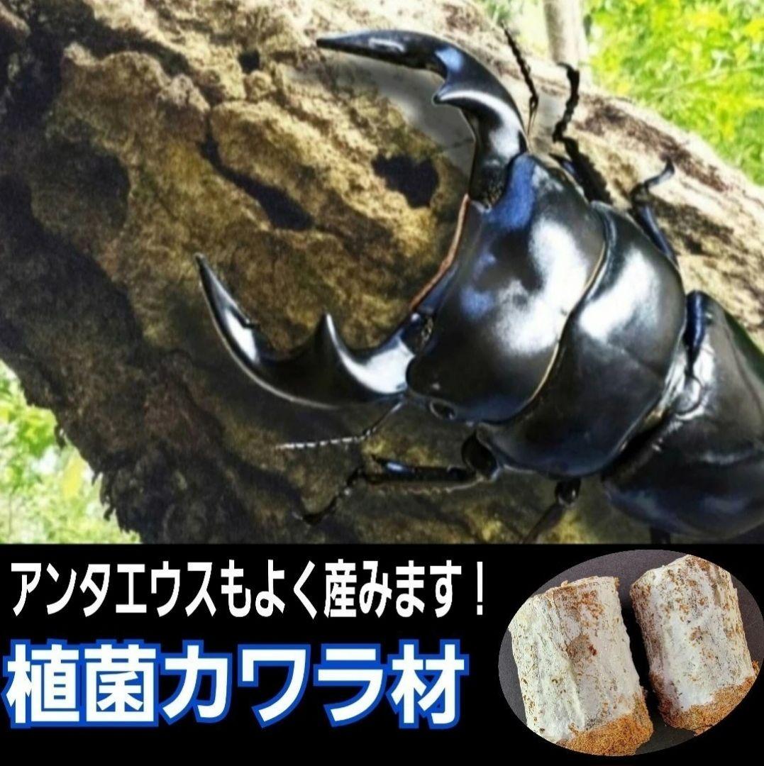 ４本セット！最強のクワガタ産卵木　特大サイズで爆産！植菌カワラ材　加水不用