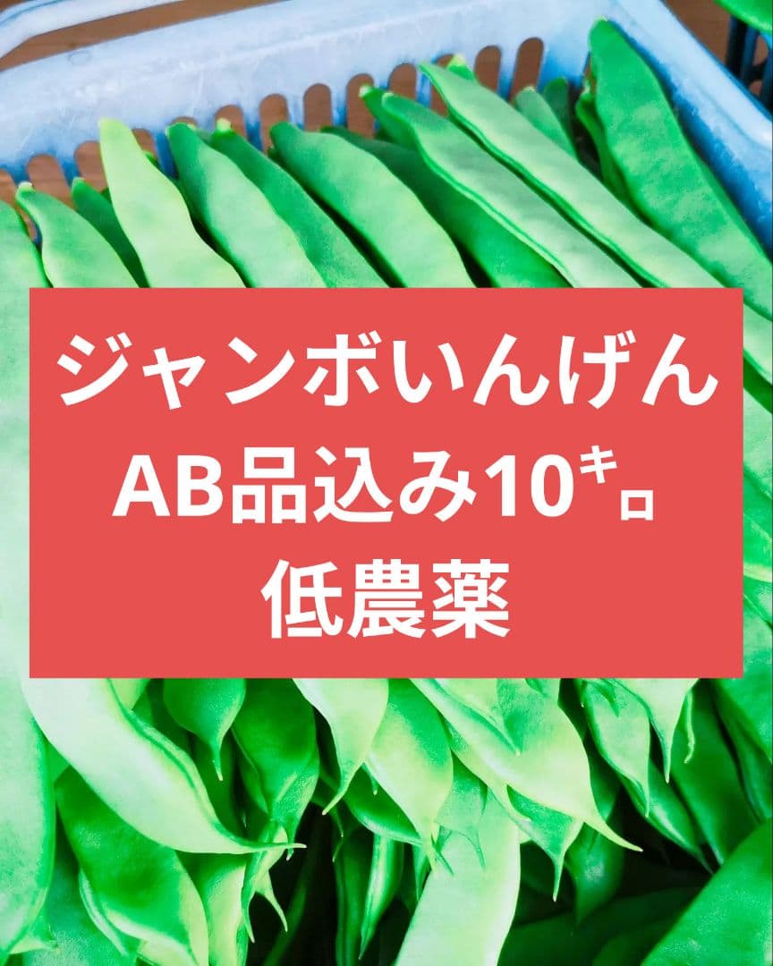 ジャンボいんげんAB品込み10㌔低農薬
